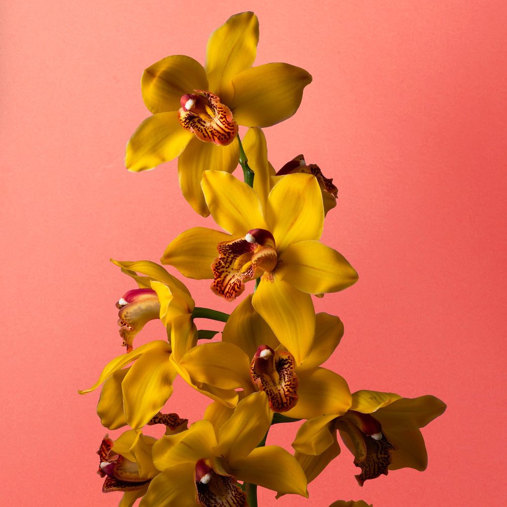 Floraïku Paris | Perfume as a poem | Official